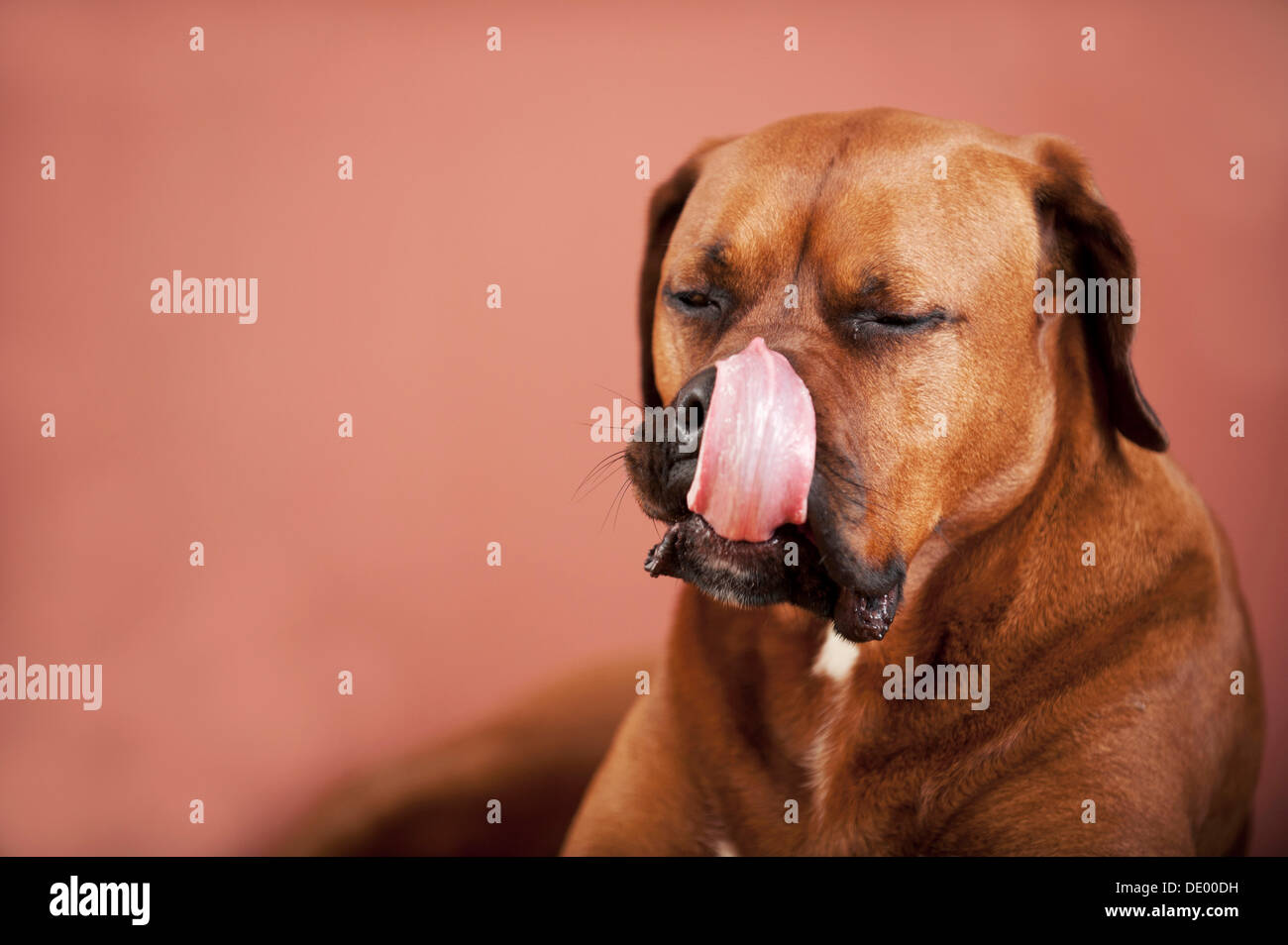 Mixed-breed boxer, portrait, licking its nose with its tongue Stock ...
