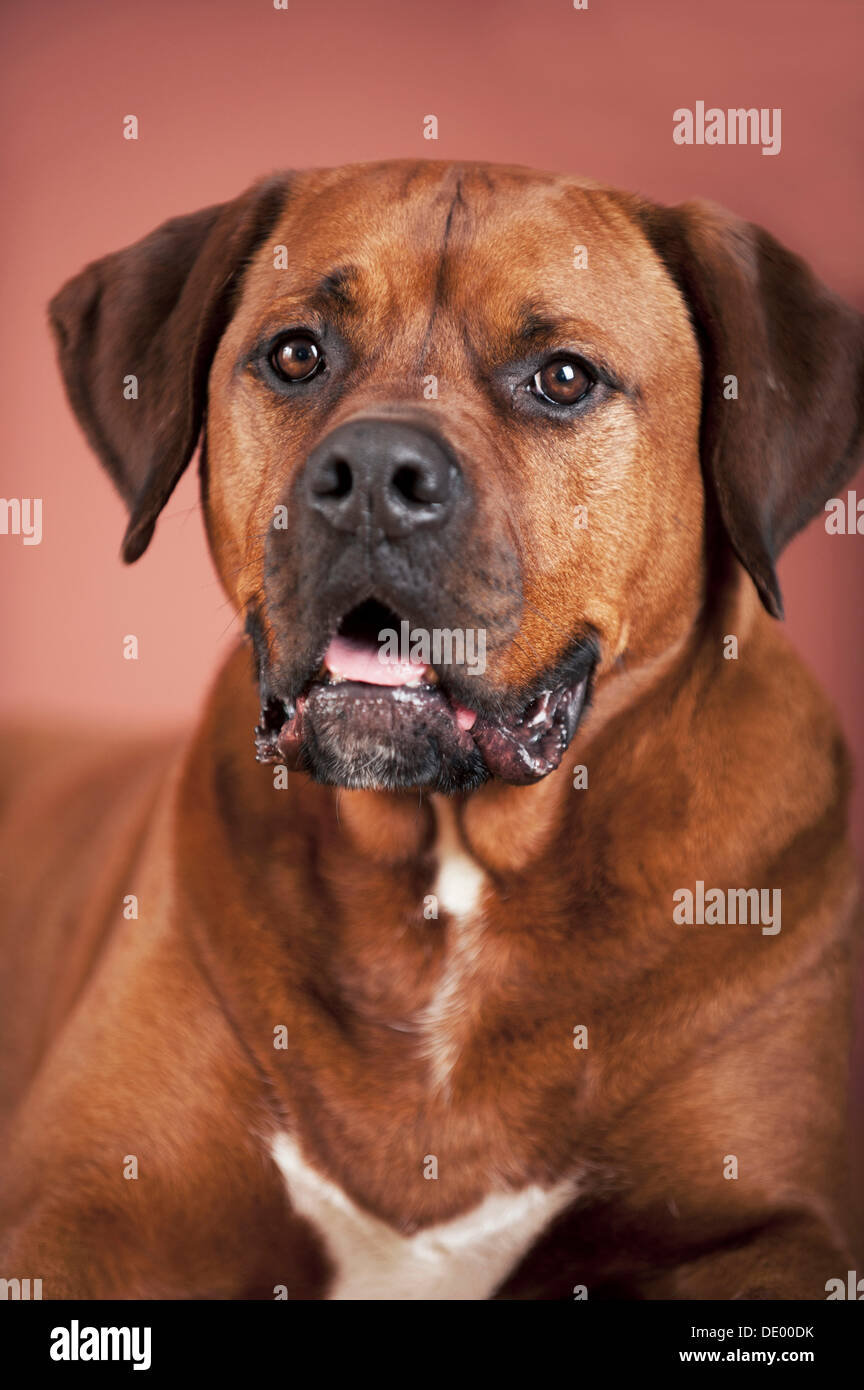 Mixed-breed boxer, portrait Stock Photo - Alamy