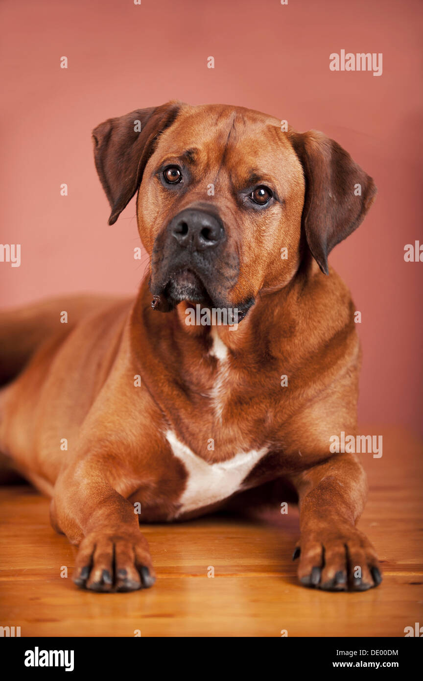 Mixed-breed boxer, portrait Stock Photo - Alamy