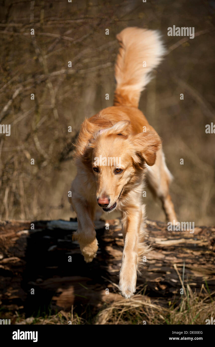 Jumping from a tree hi-res stock photography and images - Alamy