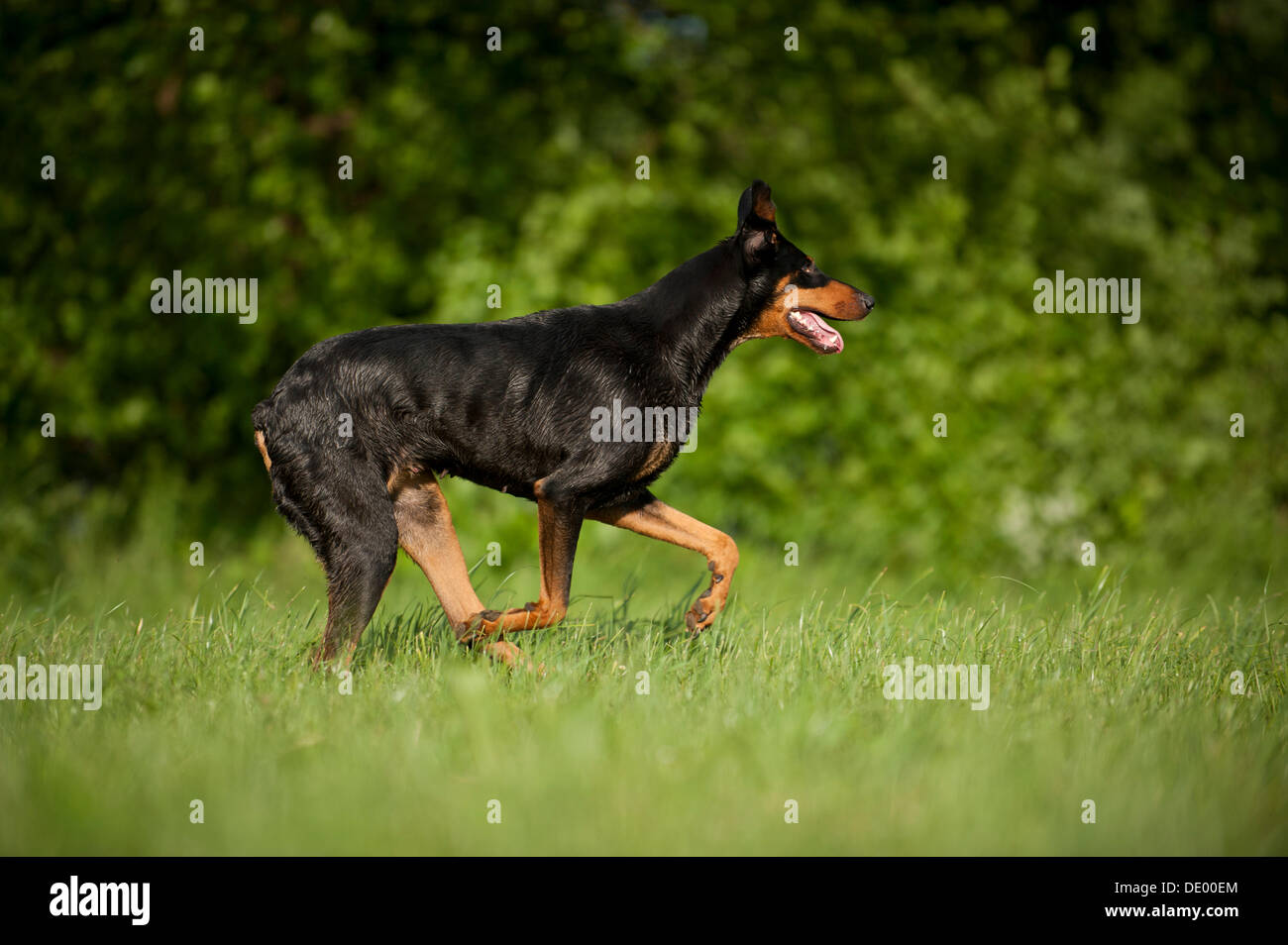 Doberman running across a meadow Stock Photo - Alamy
