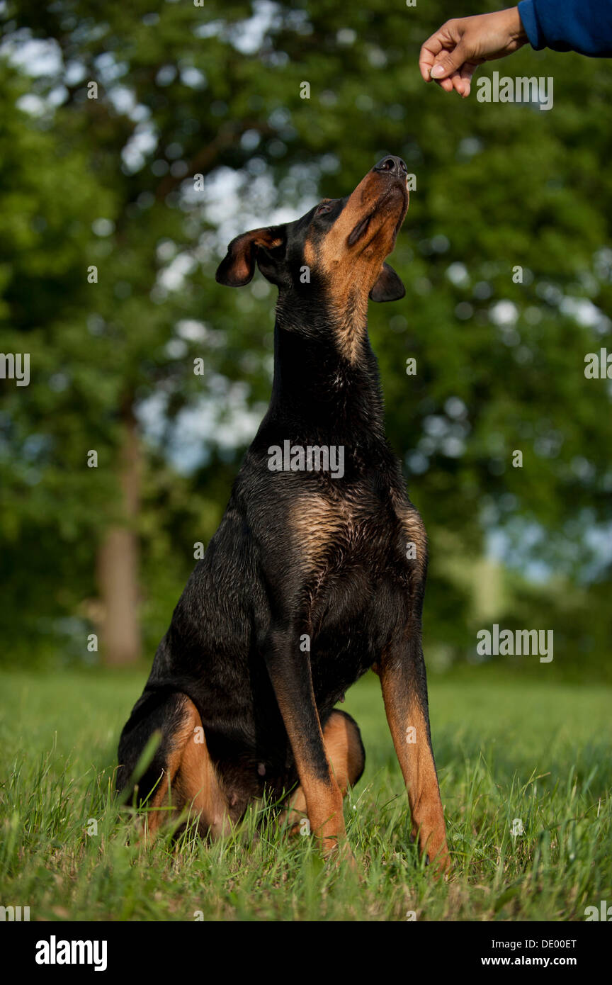 Doberman sitting hi-res stock photography and images - Alamy