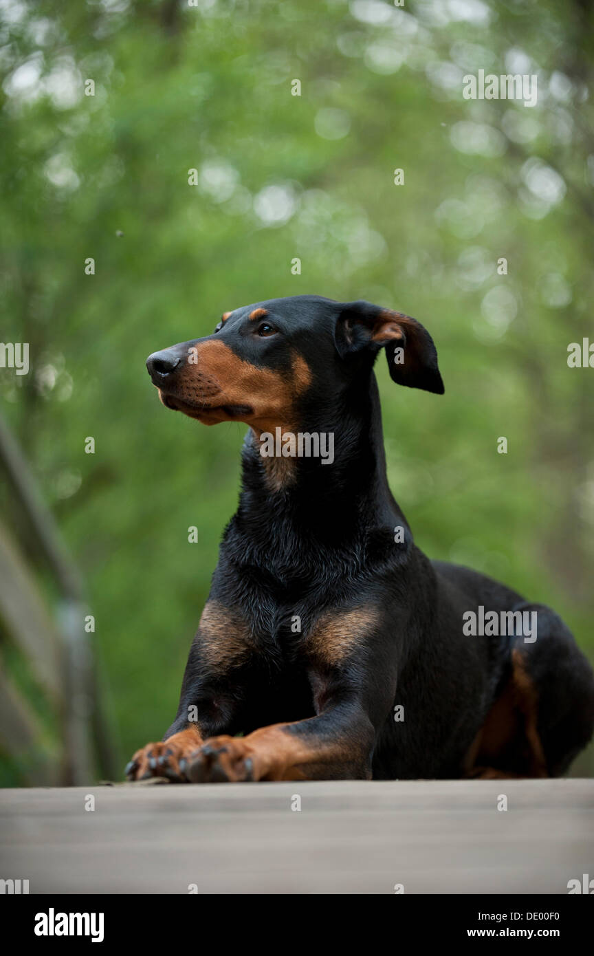Doberman lying hi-res stock photography and images - Alamy
