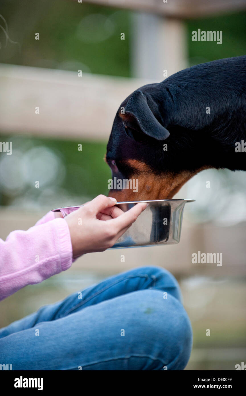 Domestic dogs feeding from bowls hi-res stock photography and images ...