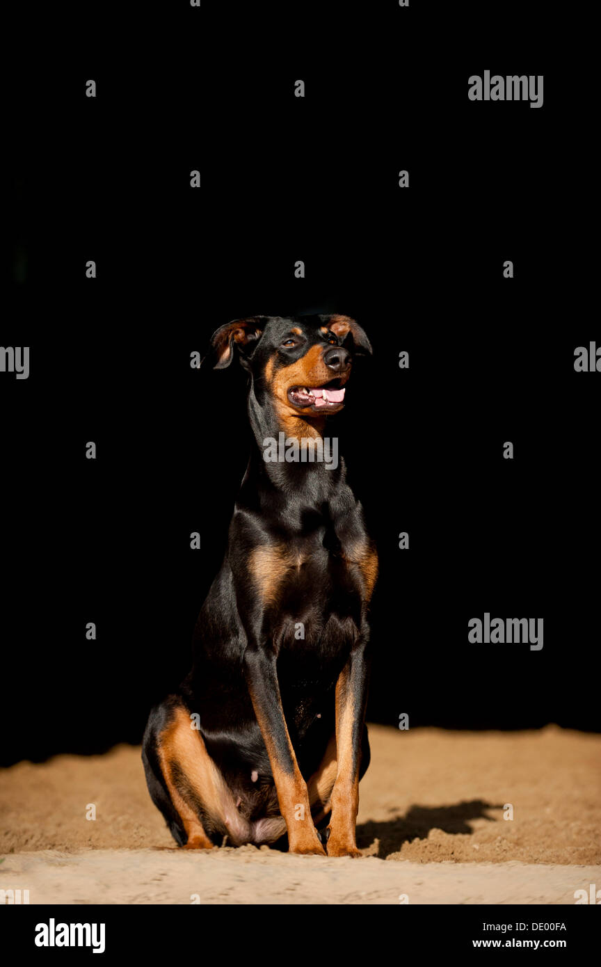 Doberman sitting hi-res stock photography and images - Alamy
