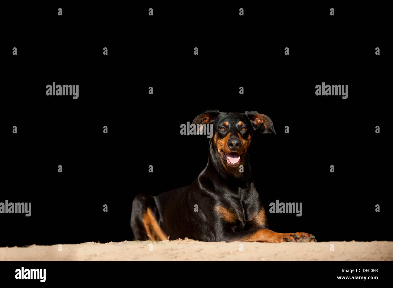 Doberman pinscher rest hi-res stock photography and images - Alamy