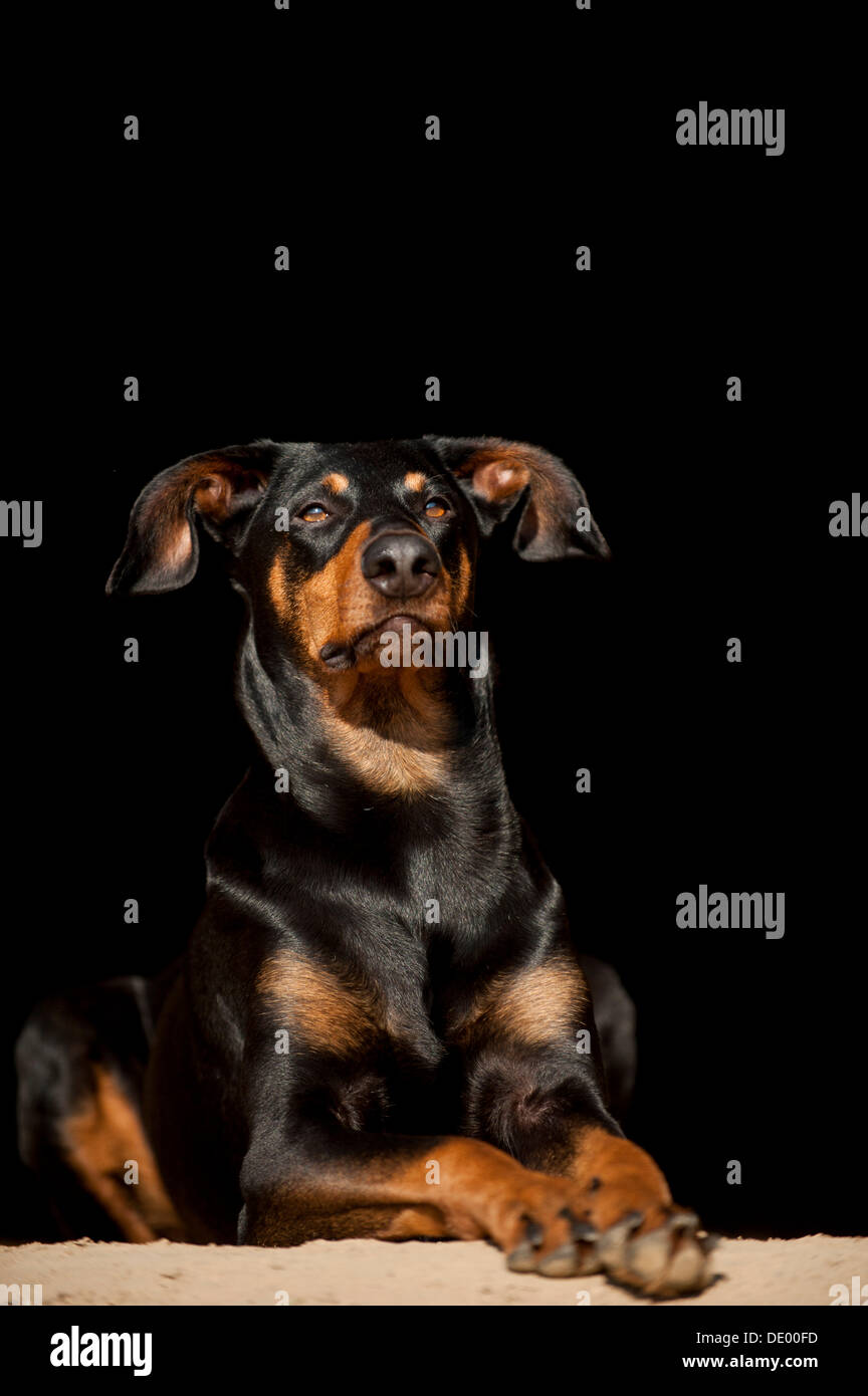 Doberman pinschers hi-res stock photography and images - Alamy