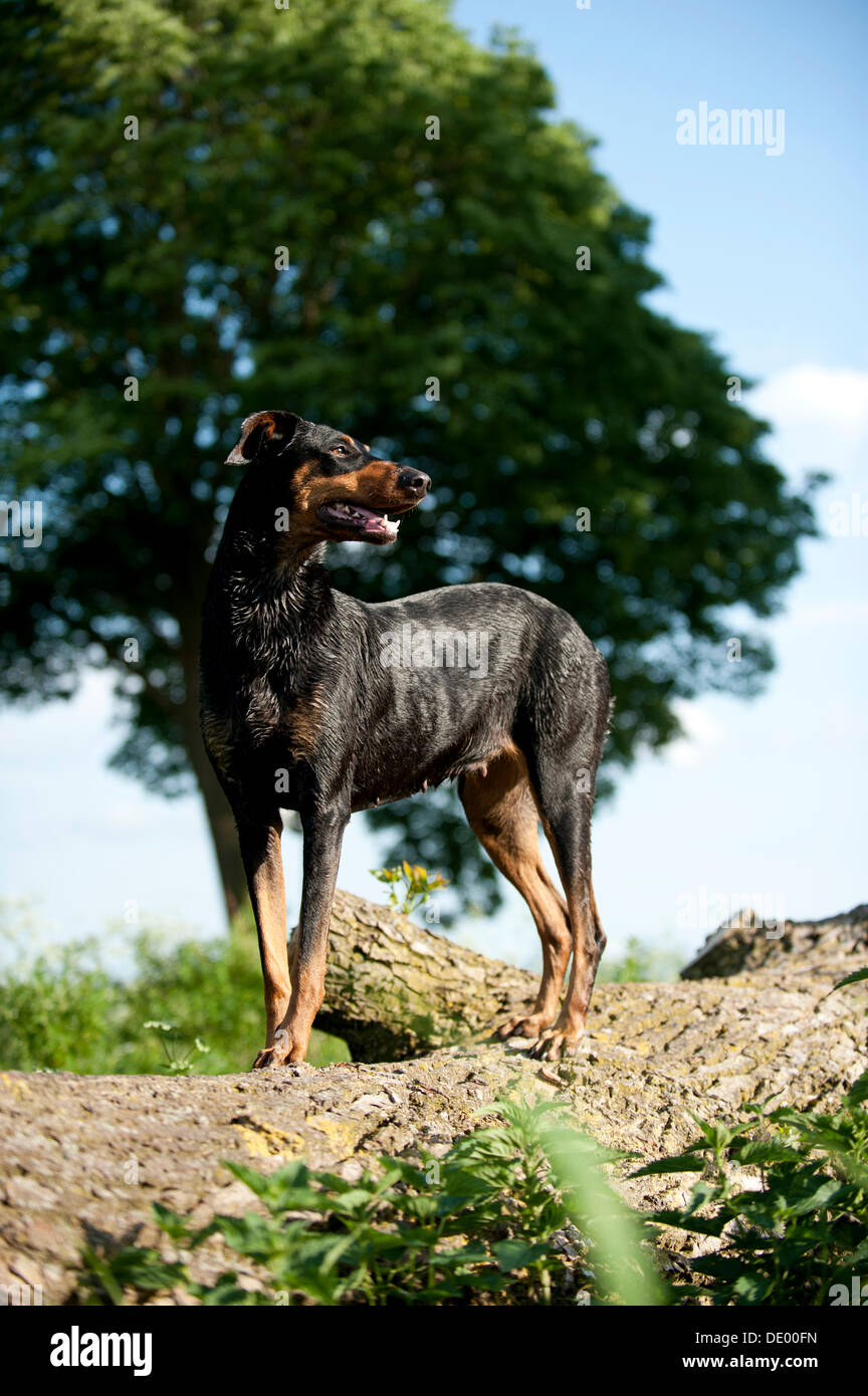 Doberman pinscher standing hi-res stock photography and images - Alamy