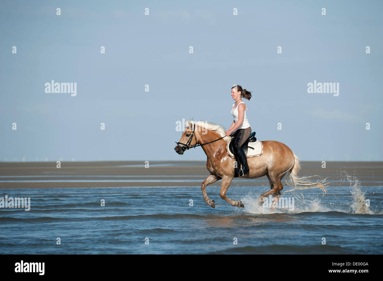 Woman riding a Haflinger horse through the water, St. Peter-Ording ...