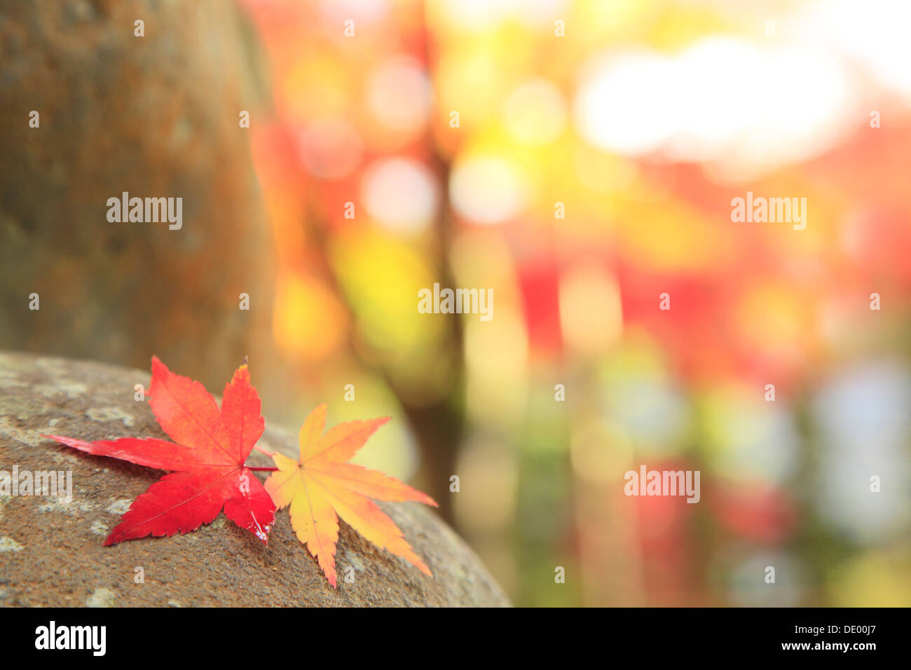 Maple leaves on rock hi-res stock photography and images - Alamy