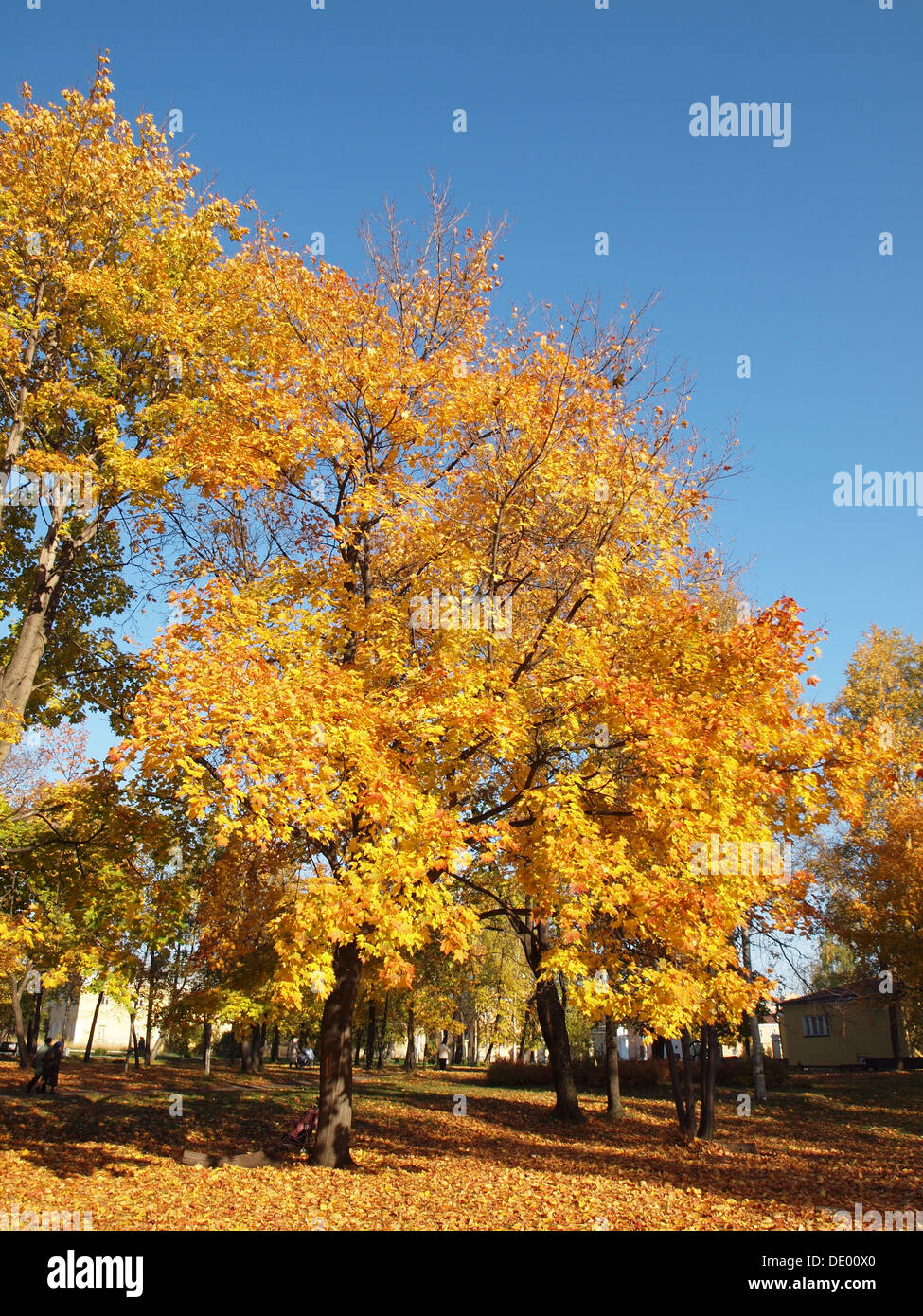 Park in the fall Stock Photo - Alamy