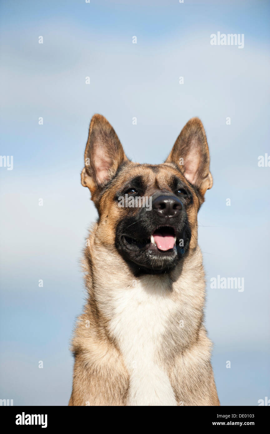 Portrait belgian malinois hi-res stock photography and images - Alamy