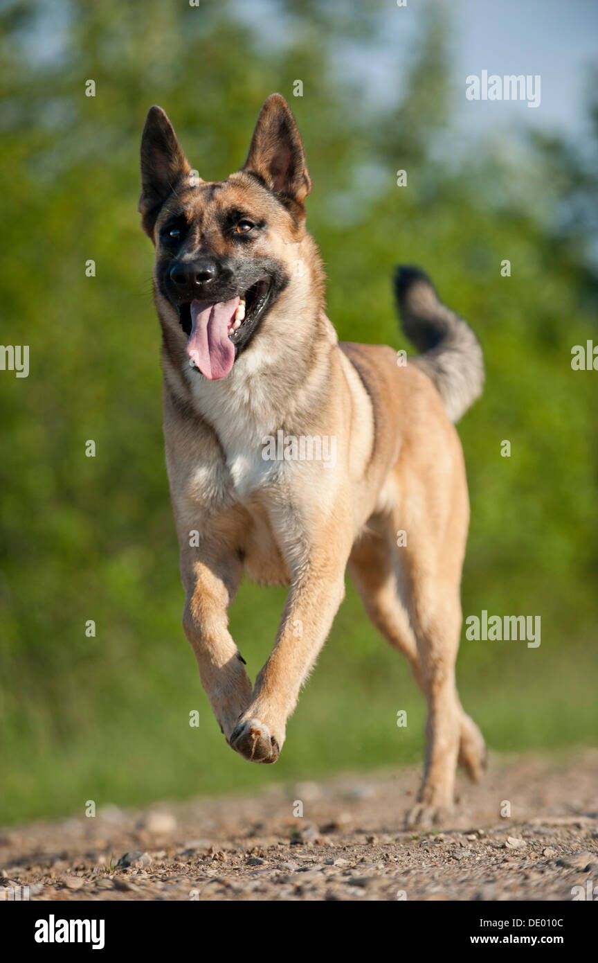 Dog galloping hi-res stock photography and images - Alamy