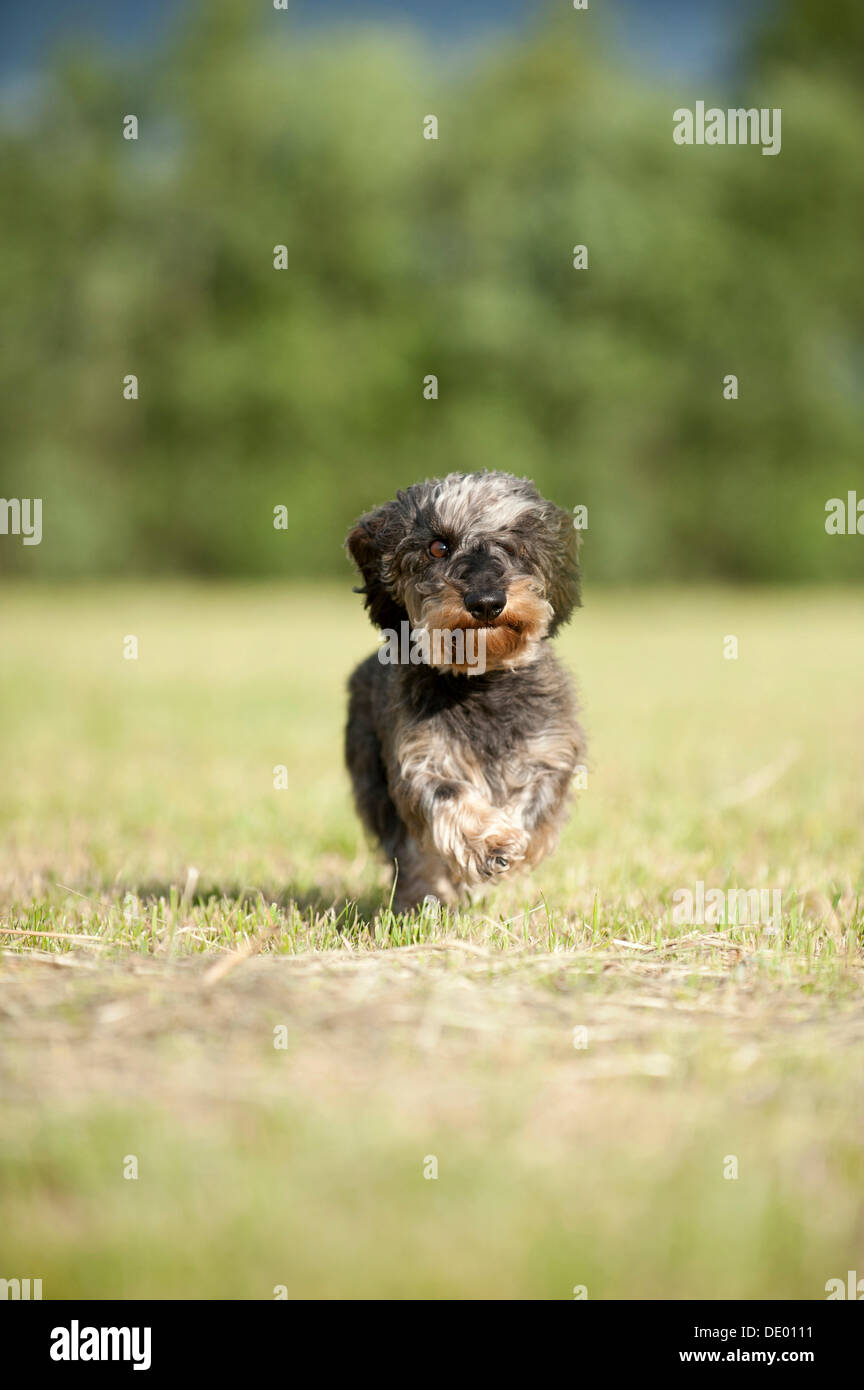 Running dachshund hi-res stock photography and images - Alamy