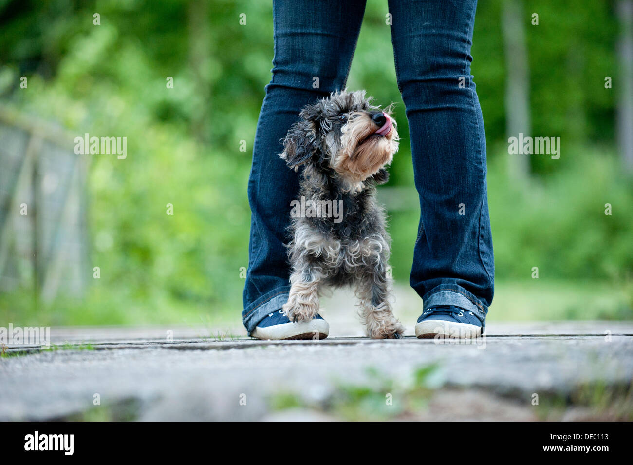 Foot on dog hi-res stock photography and images - Alamy