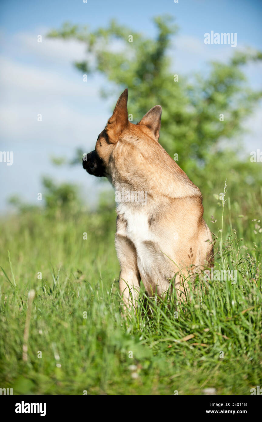 Malinois or Belgian Shepherd Dog looking backwards Stock Photo - Alamy
