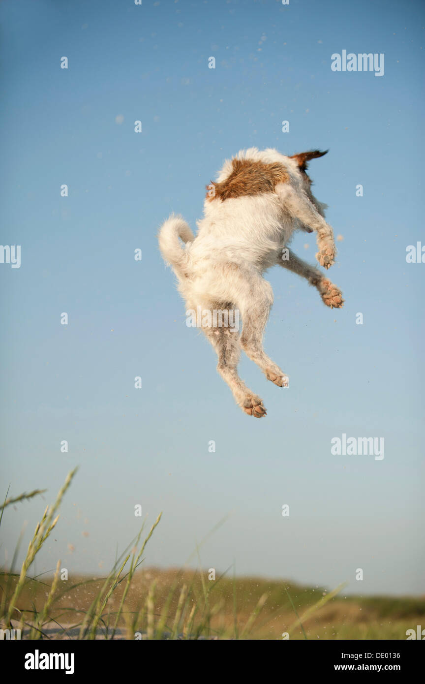 Jumping Jack Russell Terrier Stock Photo - Alamy