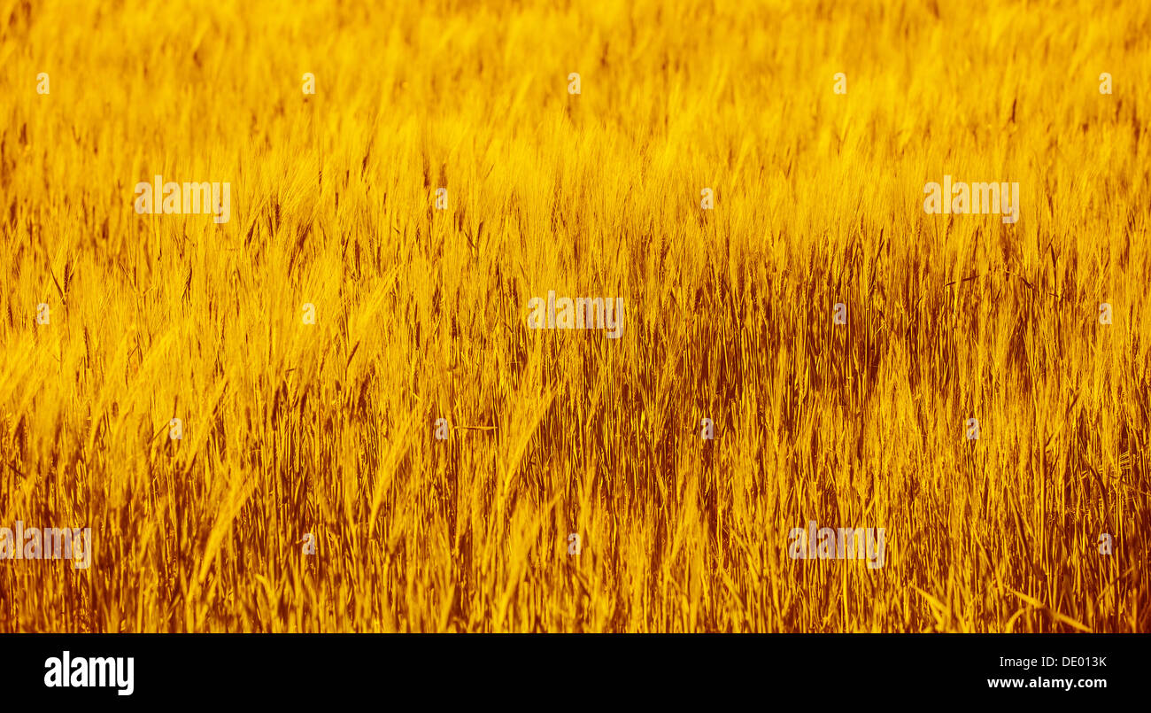 Abstract natural background, golden dry wheat field, agricultural ...