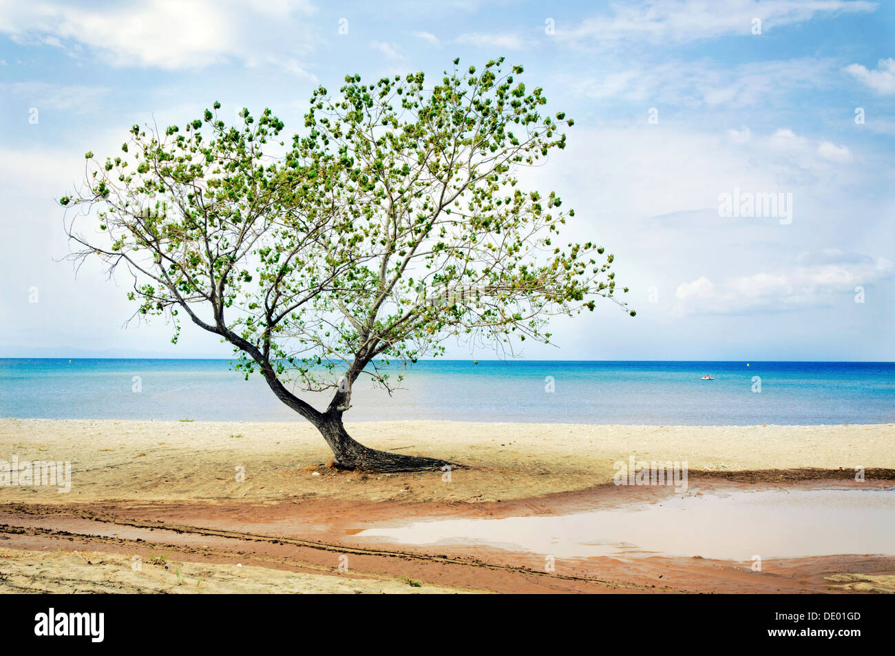 Single tree at the beach Stock Photo - Alamy