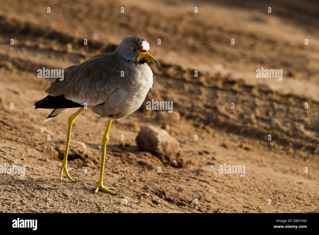 African Wattled Lapwing [Vanellus senegallus], Masai Mara, Kenya Stock ...