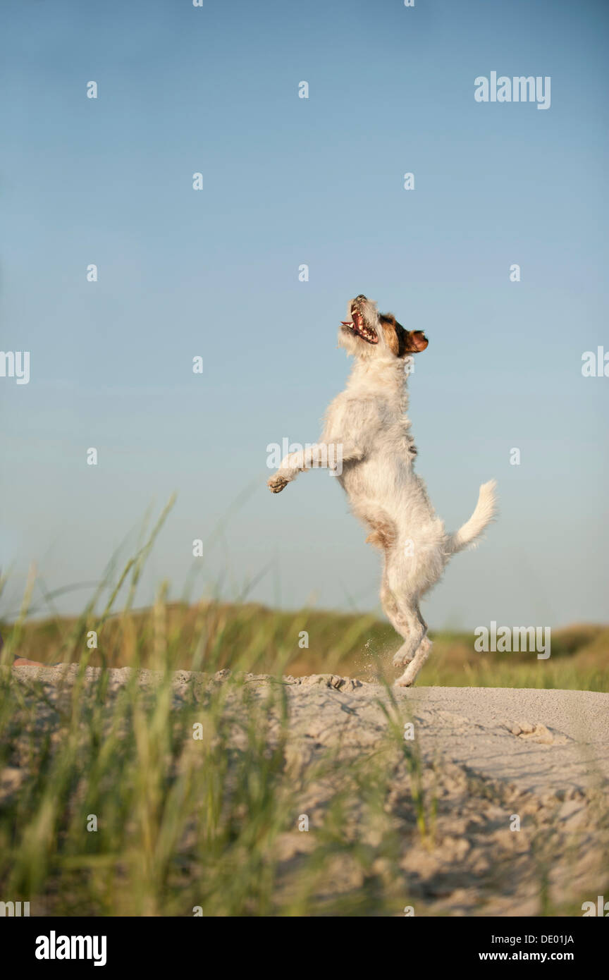 Jumping Jack Russell Terrier Stock Photo - Alamy