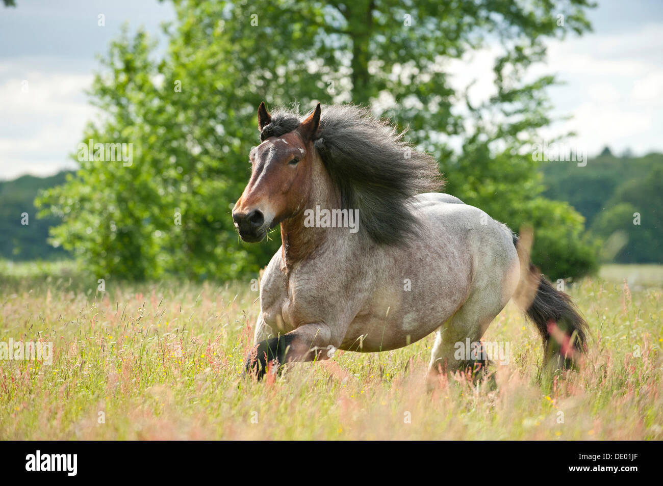 Belgian draft horse hi-res stock photography and images - Alamy