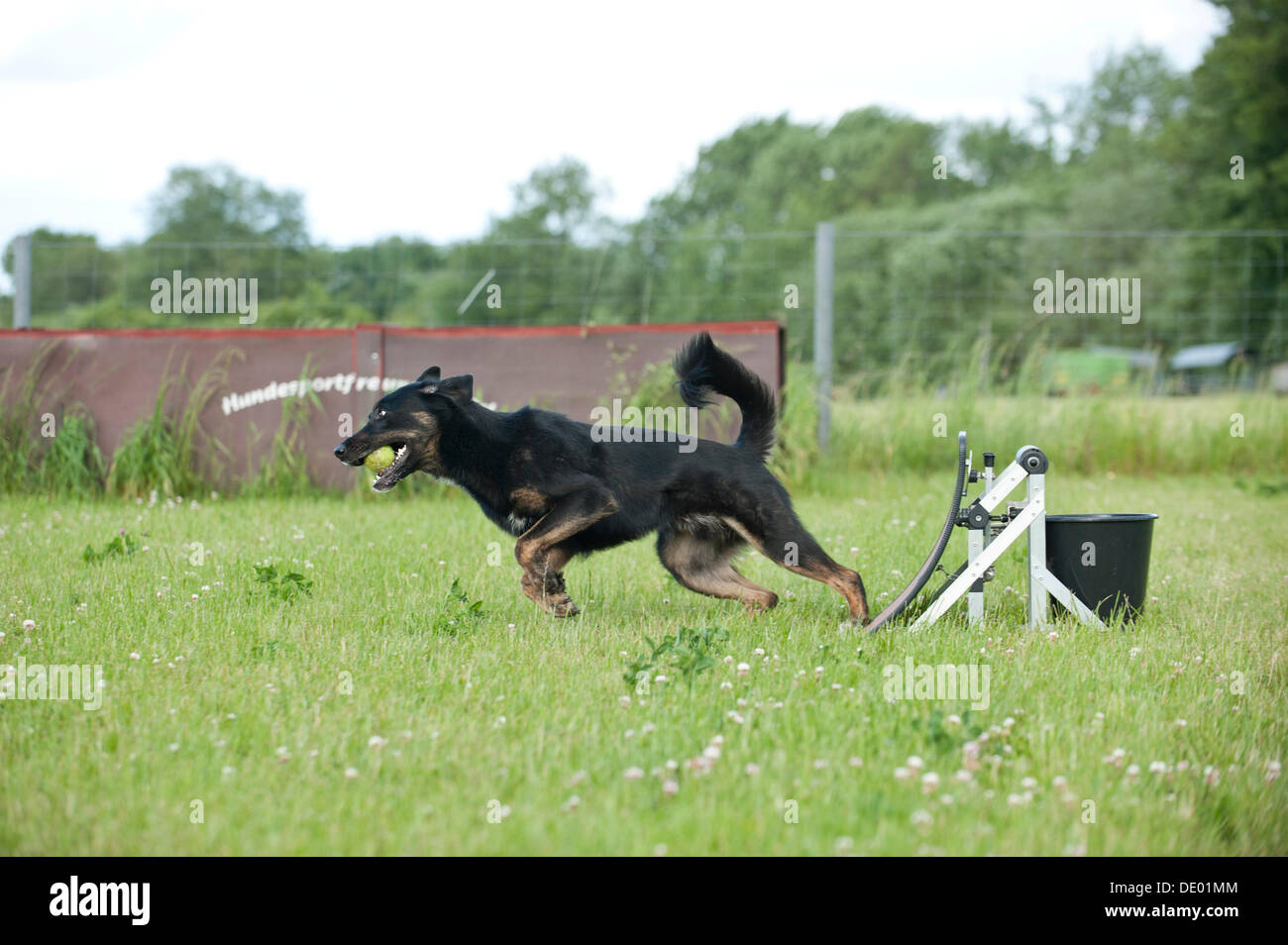 Flyball dogs hi-res stock photography and images - Alamy