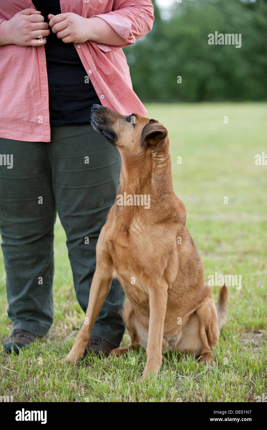 Mixed-breed dog sitting beside its owner Stock Photo - Alamy