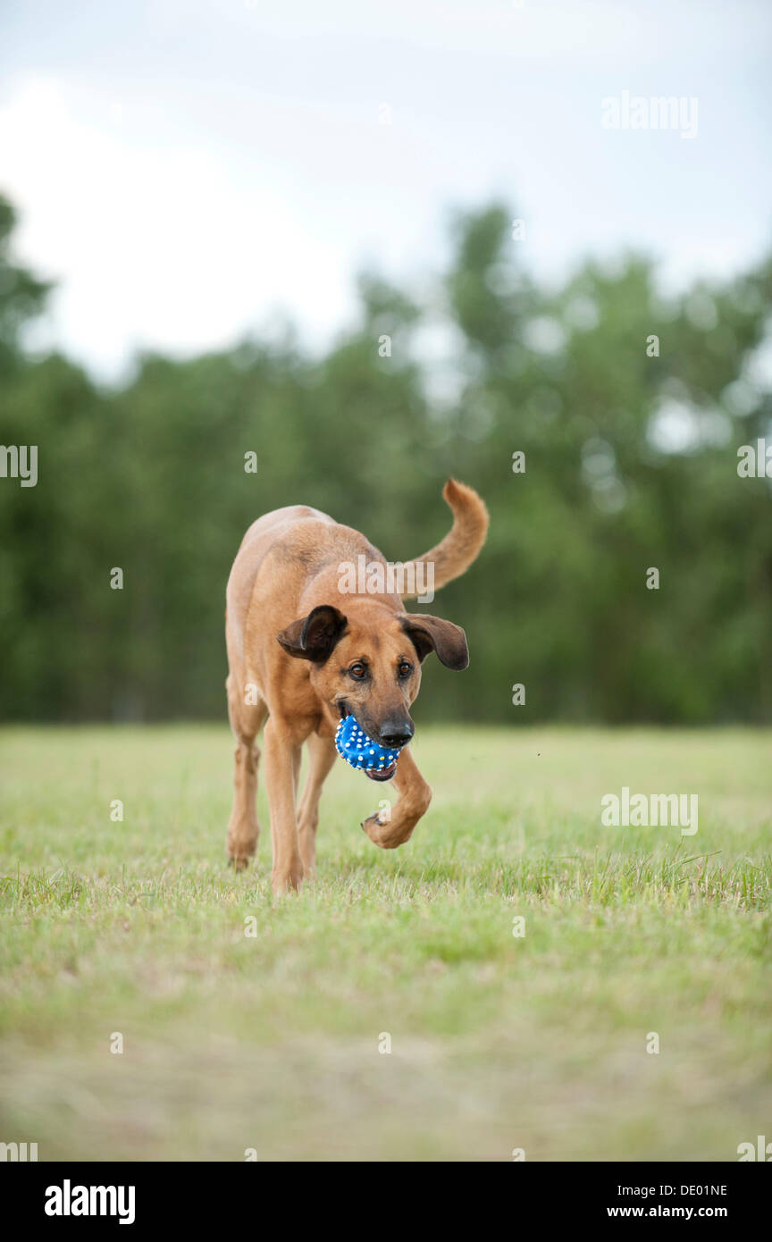 Mixed-breed dog retrieving a ball Stock Photo - Alamy