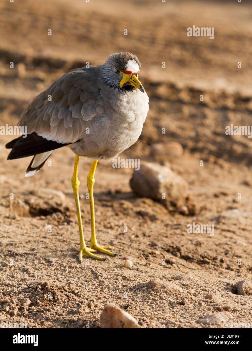 African wattled lapwing vanellus senegallus hi-res stock photography ...