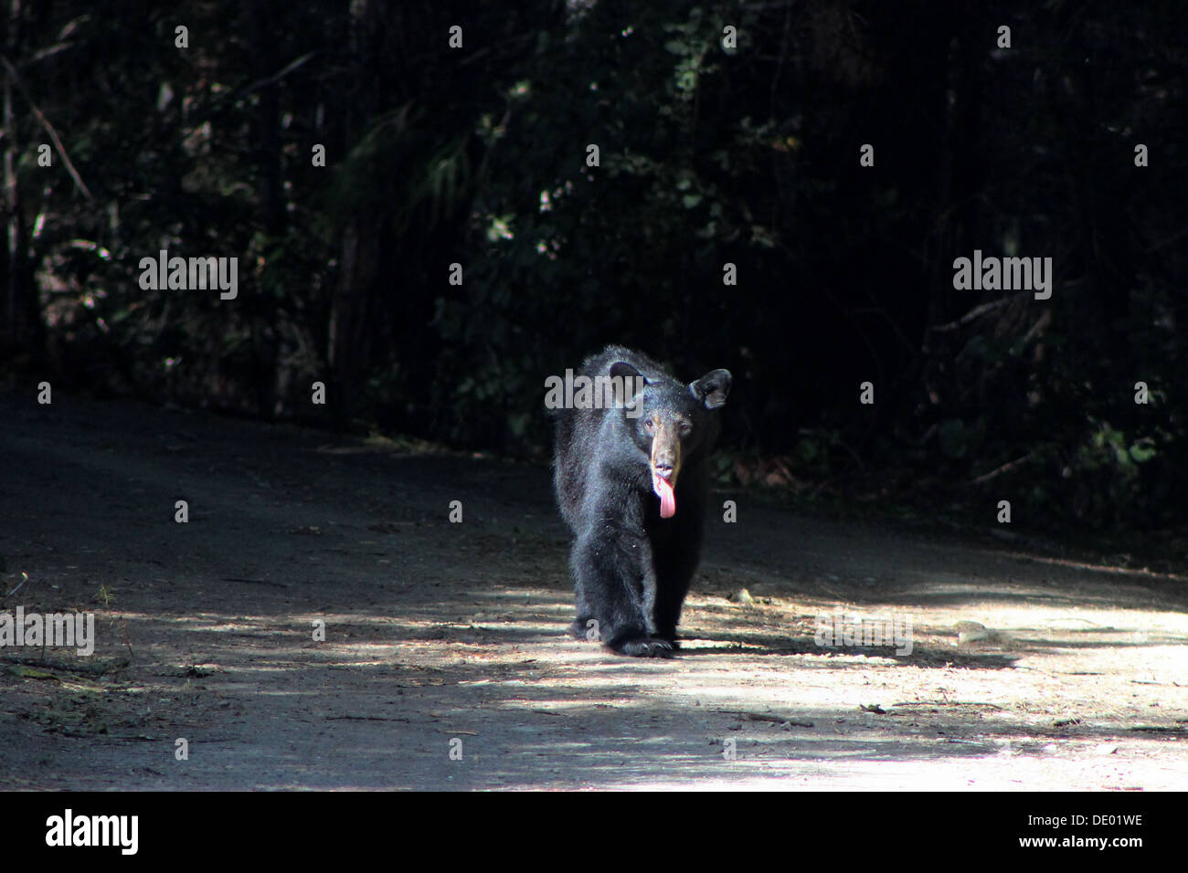 A black bear walks down a back road in the Six Rivers National Forest ...