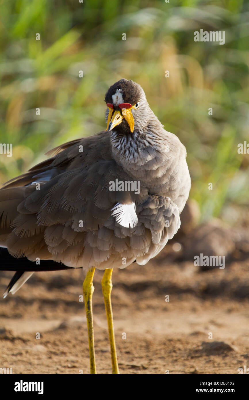 African Wattled Lapwing [Vanellus senegallus], Masai Mara, Kenya Stock ...
