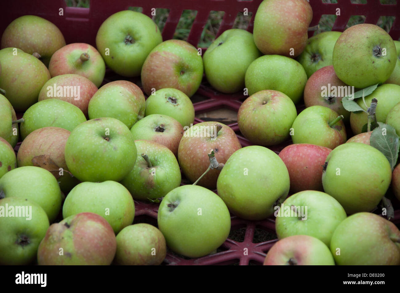 Scrumping High Resolution Stock Photography and Images - Alamy