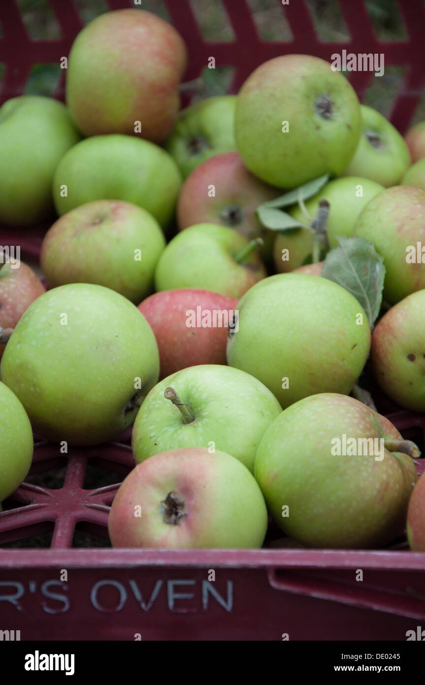 Scrumping hi-res stock photography and images - Alamy