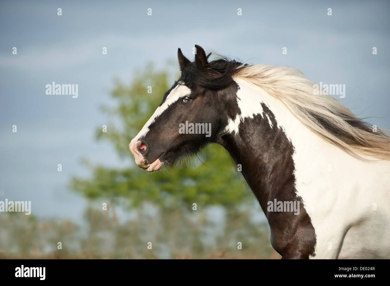 Irish Tinker, portrait Stock Photo - Alamy