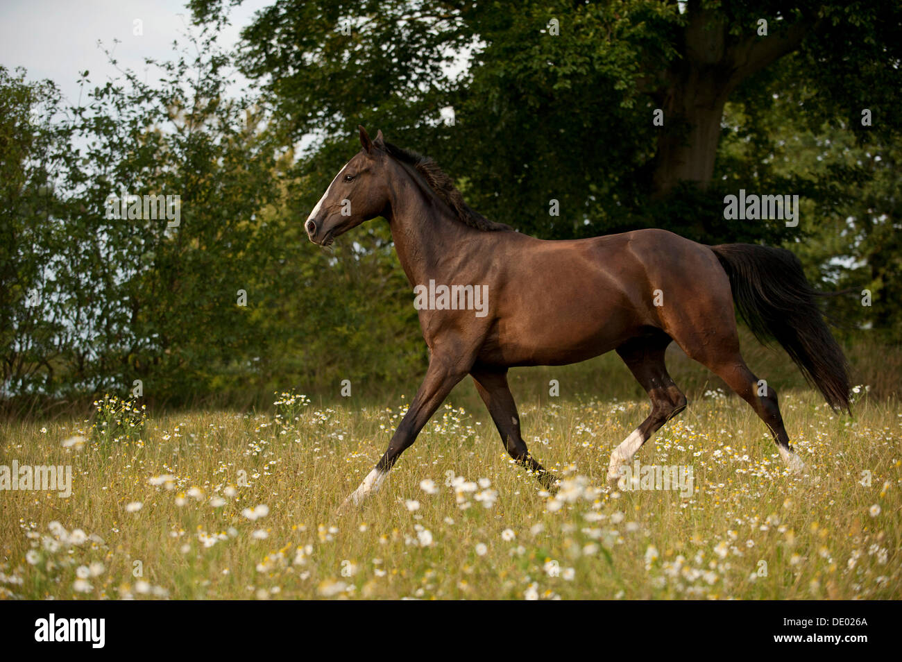 Hanoverian horses hi-res stock photography and images - Alamy
