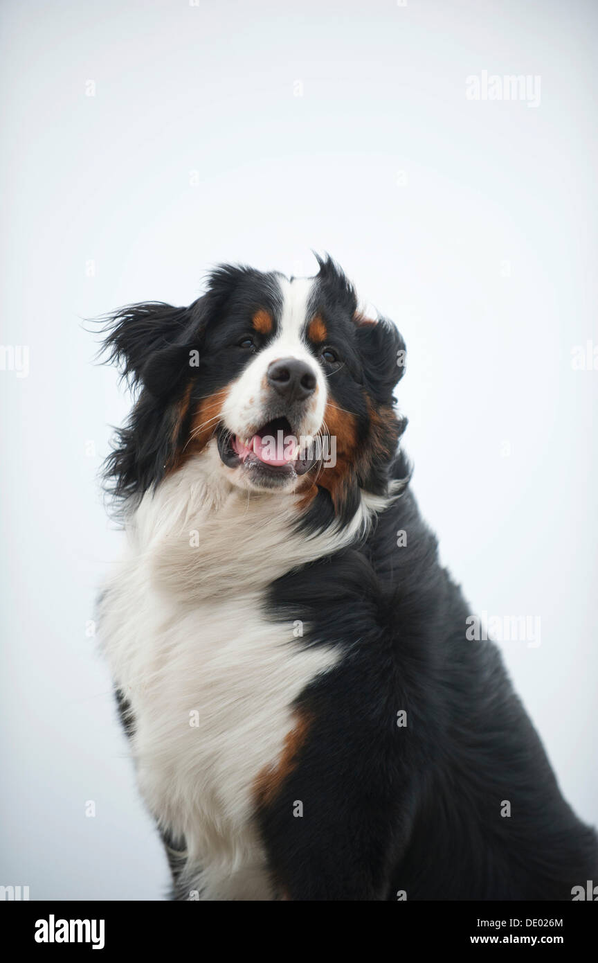 Bernese Mountain Dog, portrait Stock Photo - Alamy