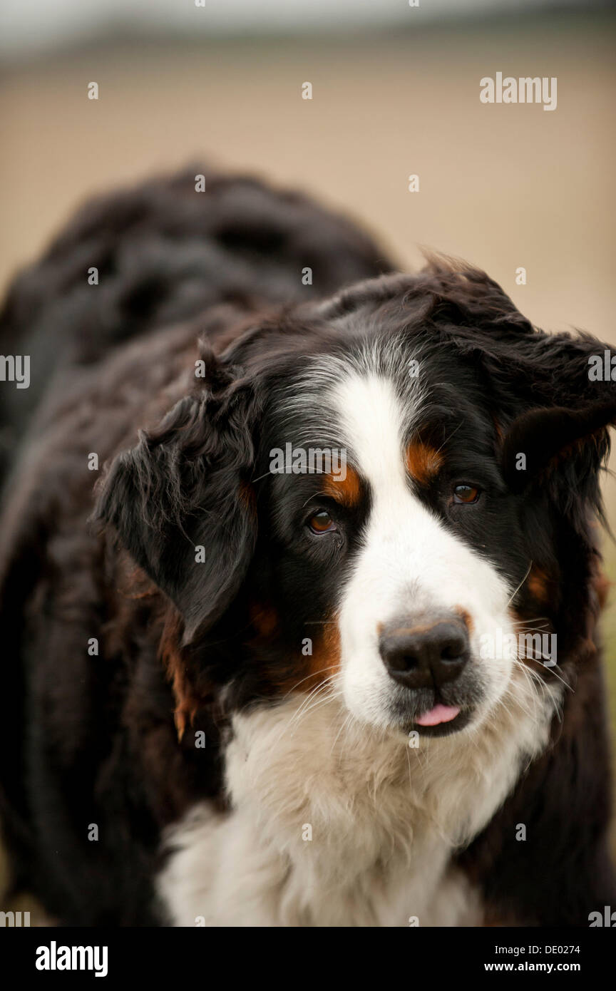 Bernese mountain dog dog hi-res stock photography and images - Alamy
