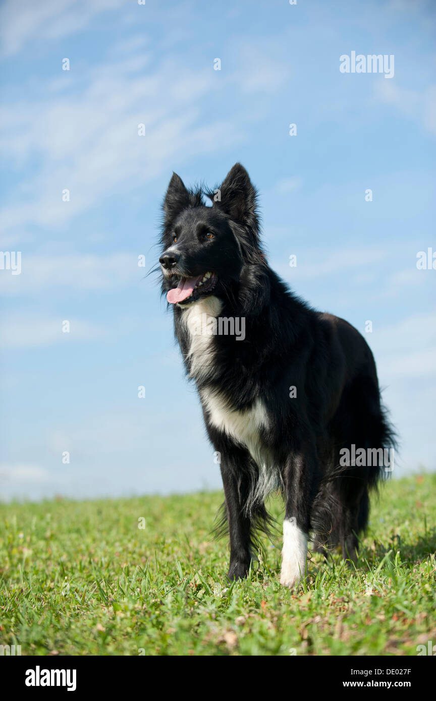 Border collie standing hi-res stock photography and images - Alamy