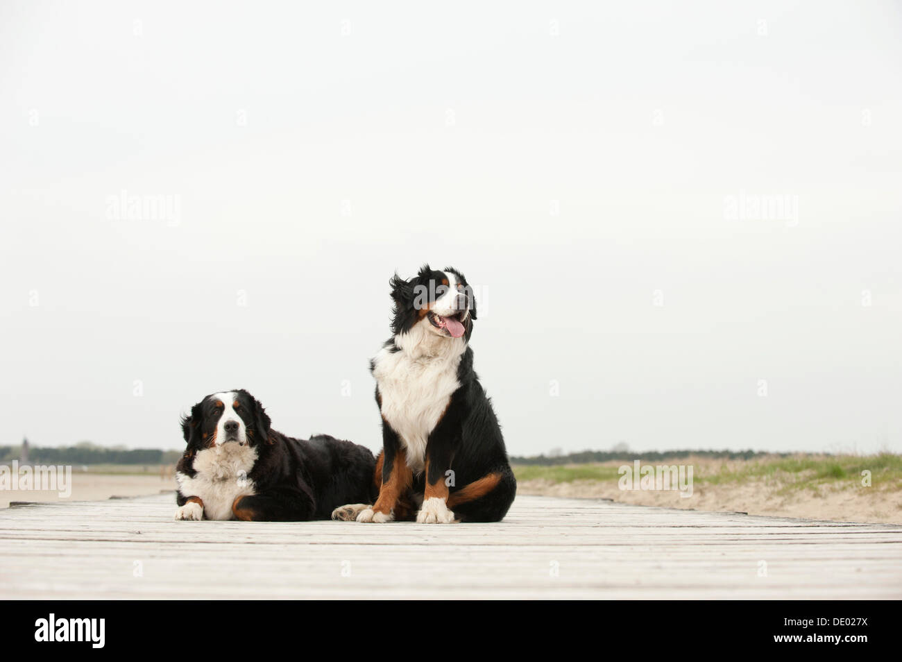 Two Bernese Mountain Dogs sitting on a jetty Stock Photo - Alamy
