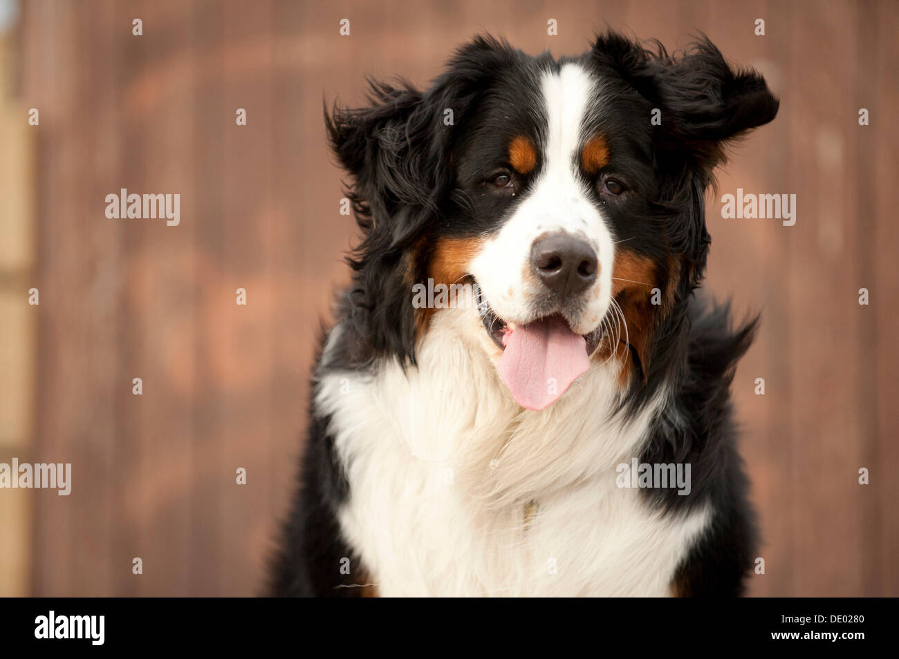 Bernese Mountain Dog, portrait Stock Photo - Alamy