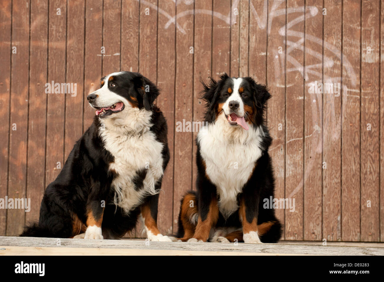 Bernese mountain dogs hi-res stock photography and images - Alamy
