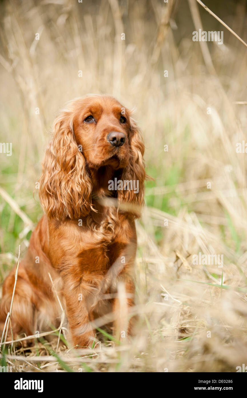 Cocker Spaniel, dog sitting Stock Photo - Alamy