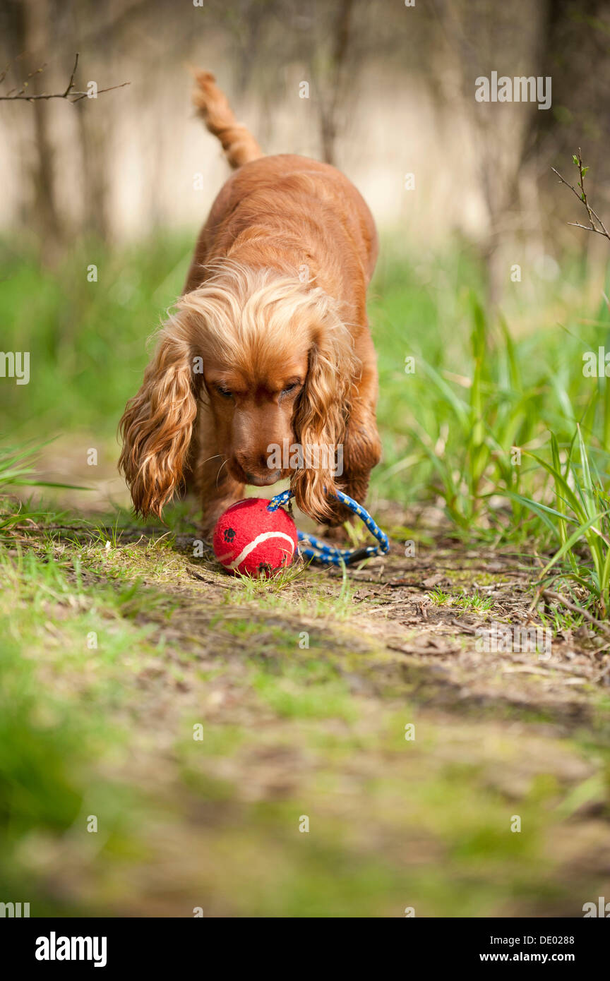 Cocker Spaniel, dog playing with a ball Stock Photo - Alamy