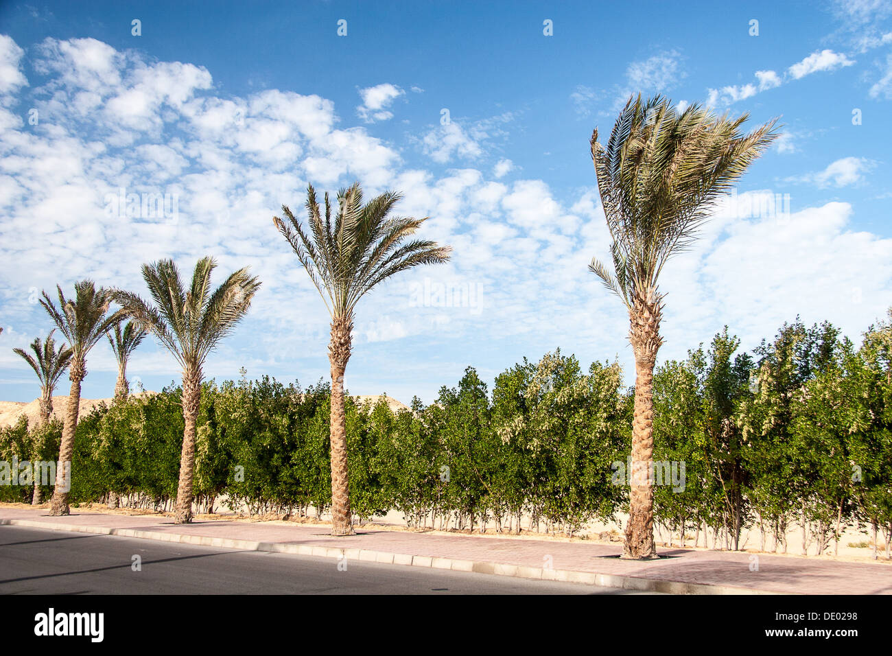 Green beautiful palm tree at blue sky Stock Photo - Alamy