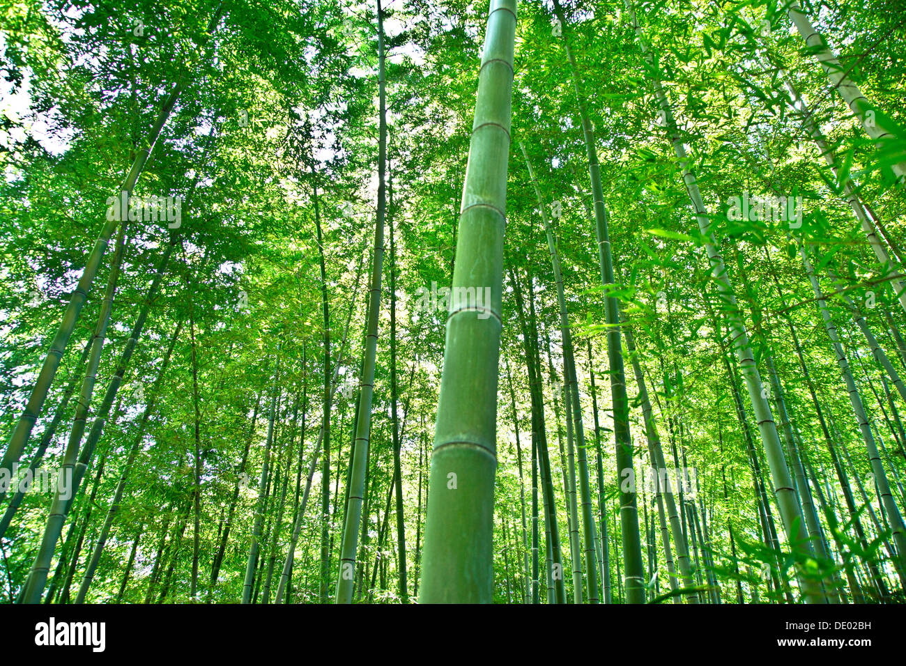 Osaka forest hi-res stock photography and images - Alamy