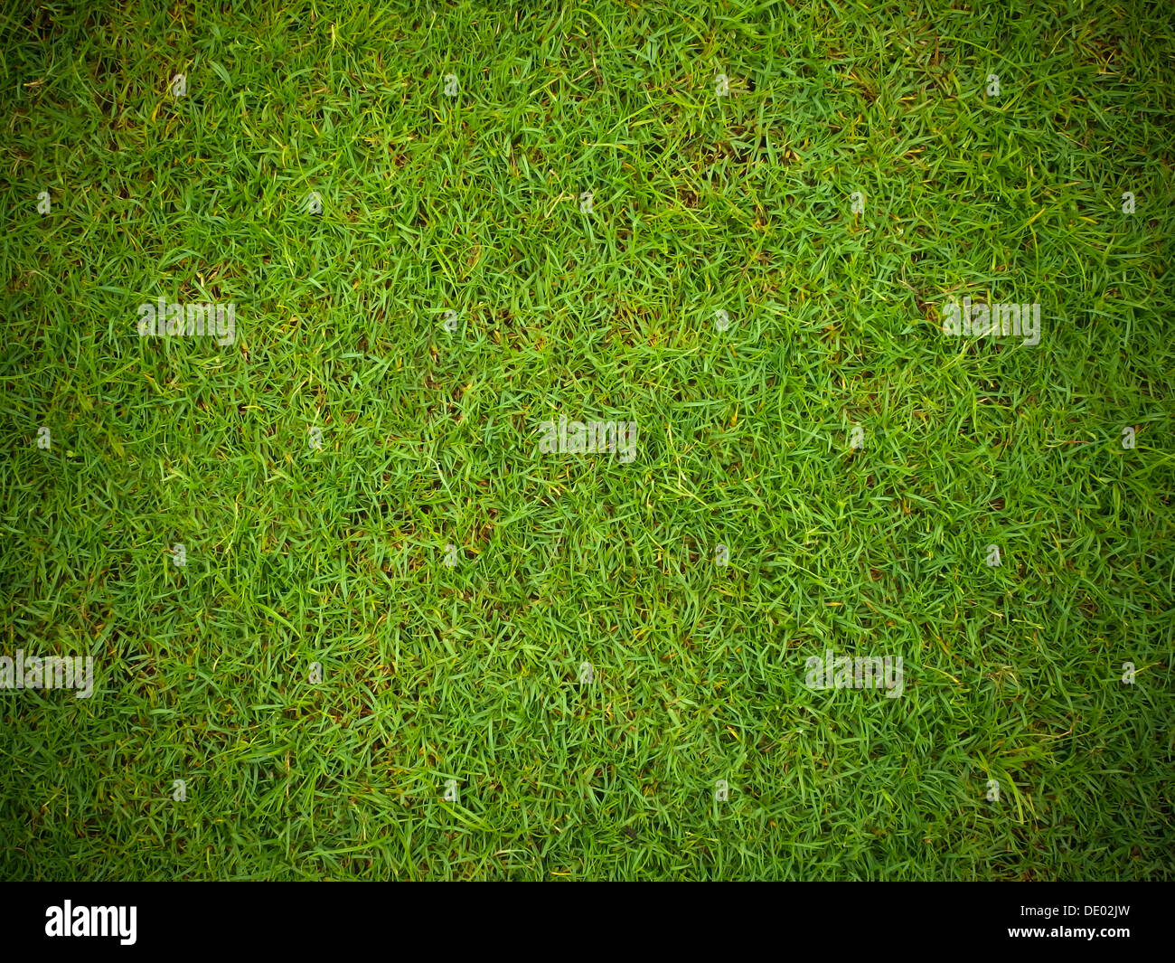 Green grass background hi-res stock photography and images - Alamy