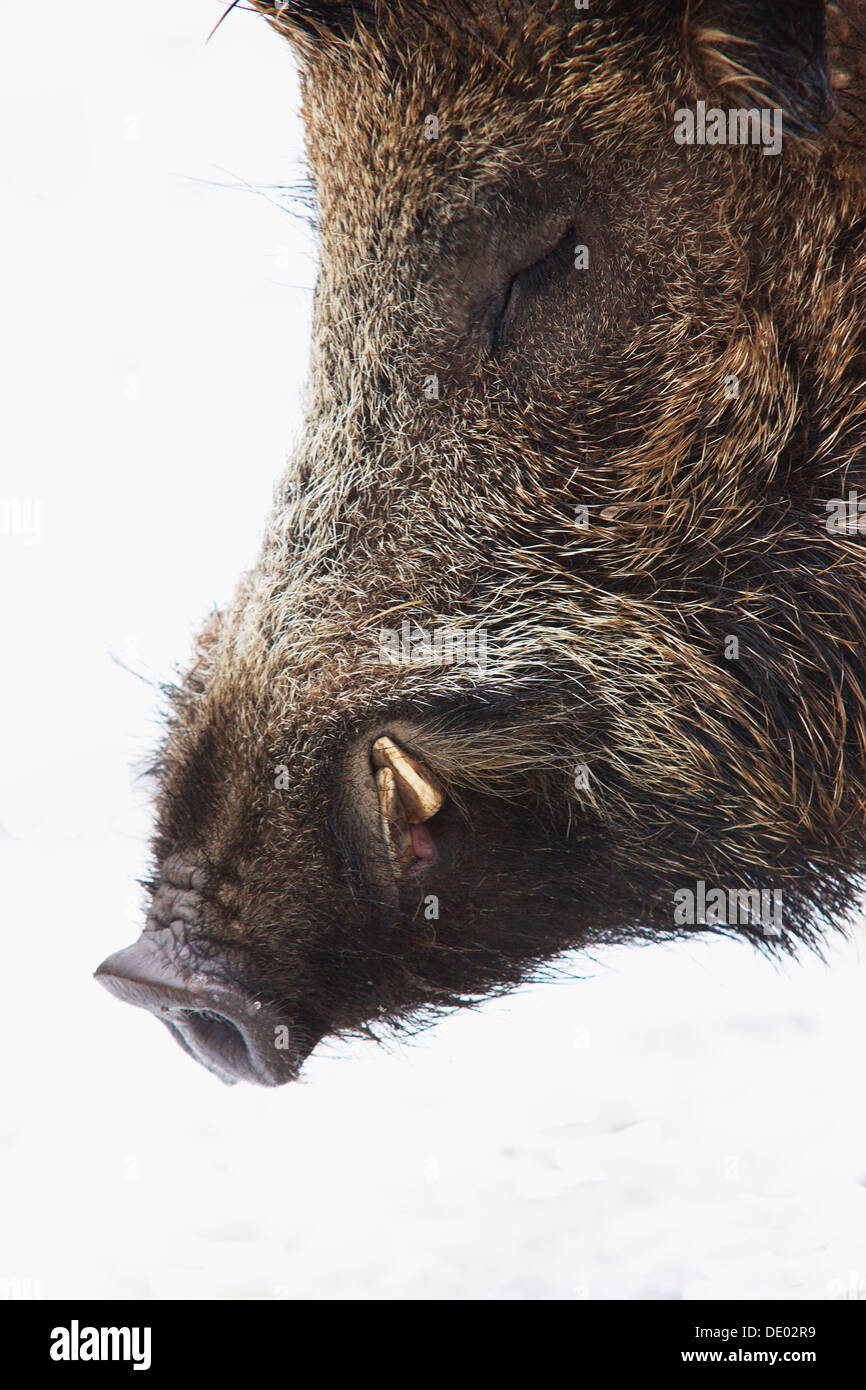 Wild boar (Sus scrofa), portrait of a boar, captive Stock Photo - Alamy