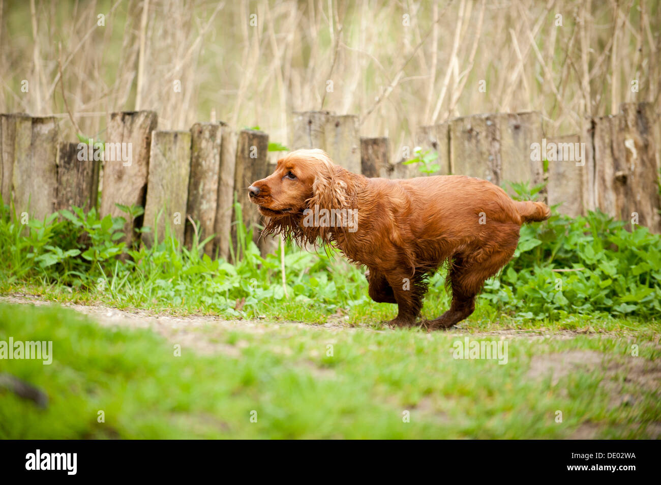 Dog running spaniel hi-res stock photography and images - Alamy