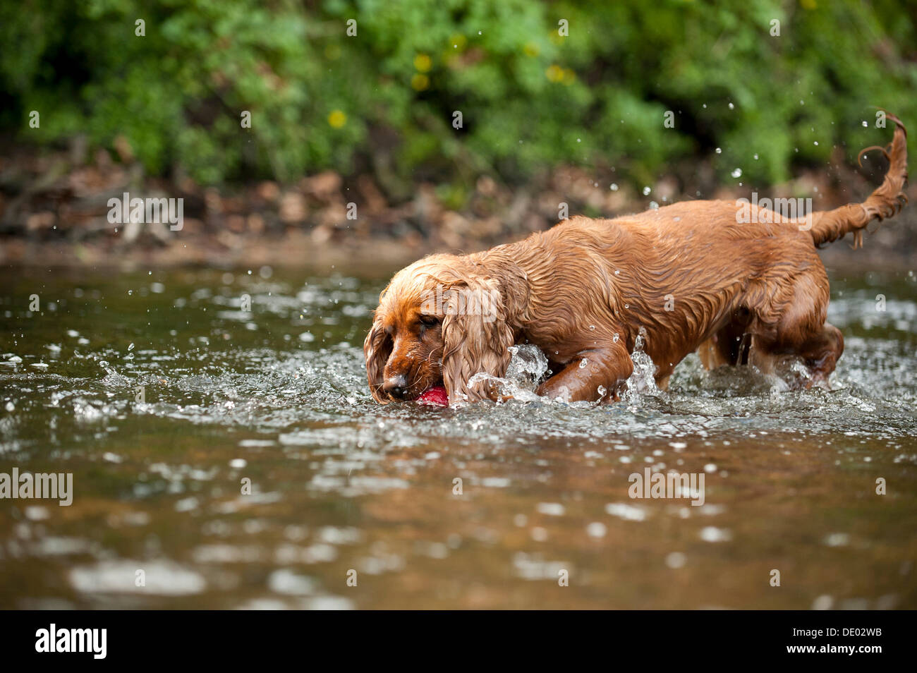 Cocker Spaniel, dog playing with a ball in a creek Stock Photo - Alamy